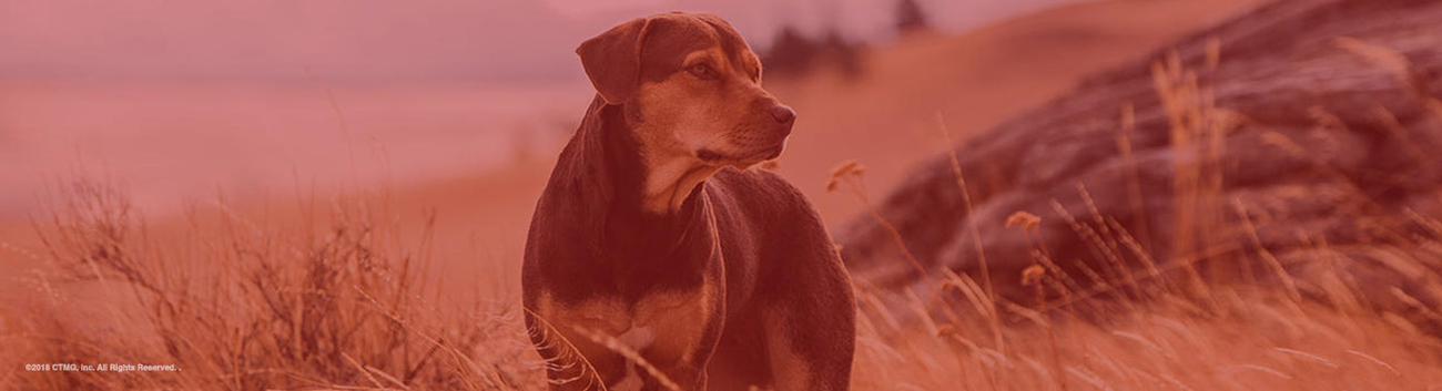 A DOG'S WAY HOME | Sony Pictures Entertainment